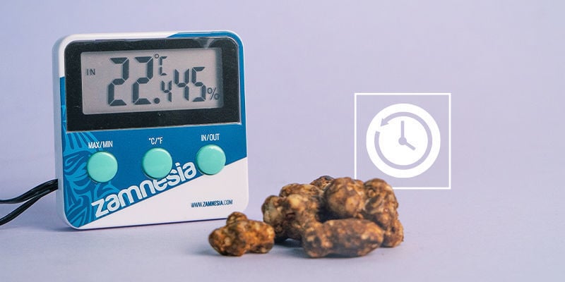 How To Dry Magic Truffles - Zamnesia